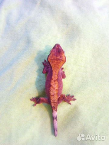 Малыш реснитчатого бананоеда