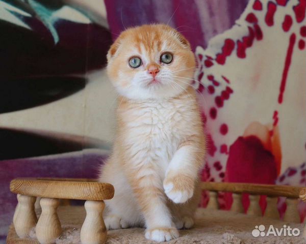 Вислоухая шиншилла циннамон