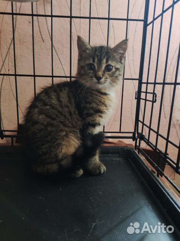 Котенок мальчик 2 месяца