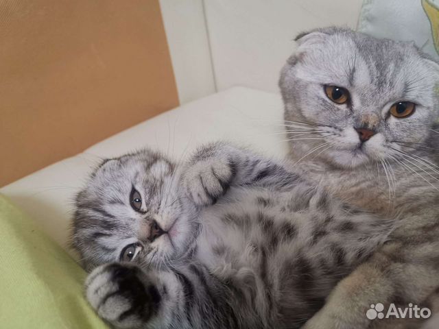 Шотландские котята, вислоухая девочка