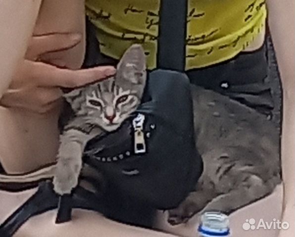 Котёнок около 3 месяцев.(Беспородистый)