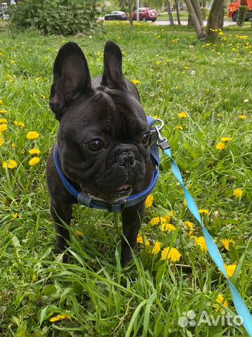 Французский бульдог отдам в добрые руки