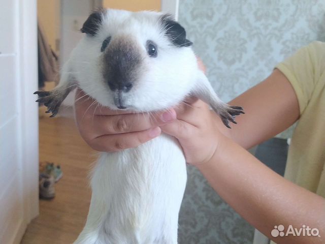 Морская свинка калифорния, ищем невесту