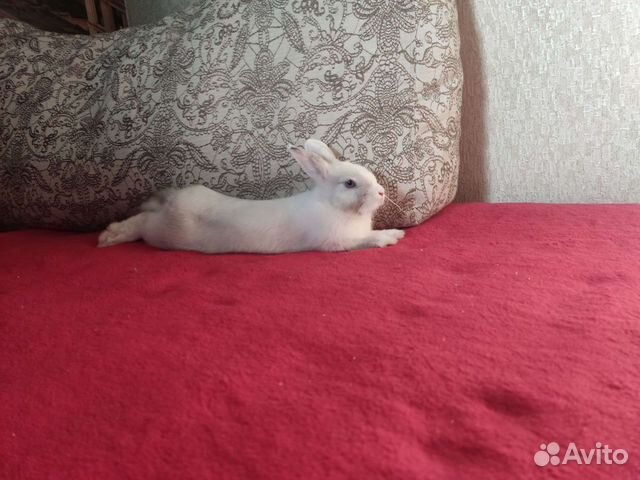 Декоративный кролик