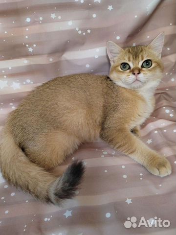 Золотой мальчик