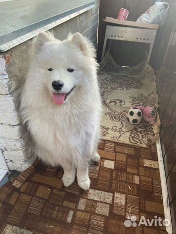 Самоедская лайка