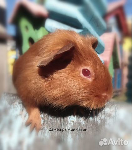 Морская свинка сатиновая