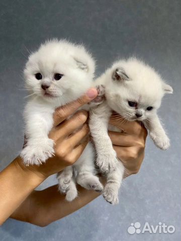 Шотландские котята
