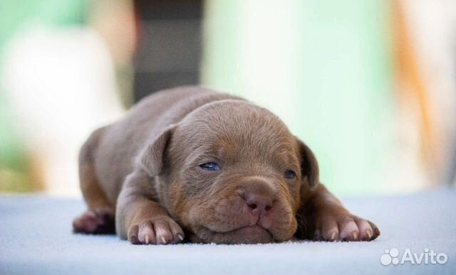 Бронь Американский булли. Минипокет