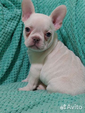 Французский Снеговичок