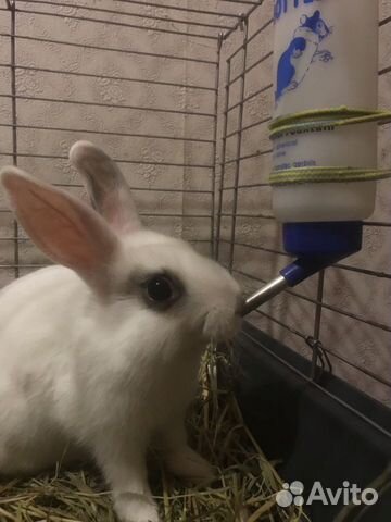 Карликовый кролик