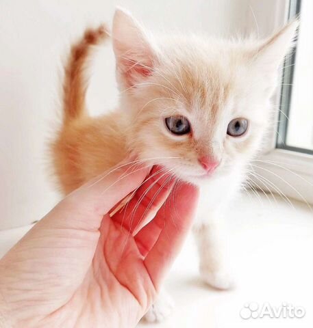 Персиковая кошечка