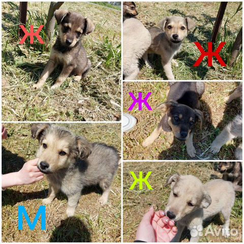 Щенки ищут дом