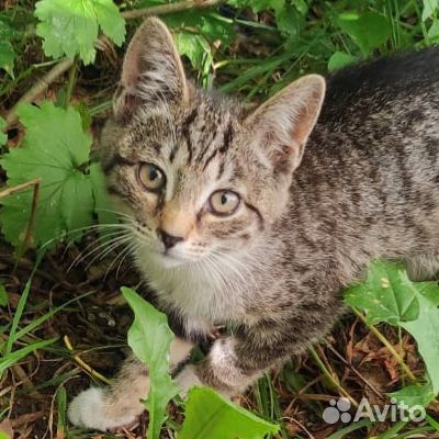 Котенок Пуша ищет дом