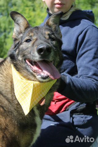 Блюз лишился зубов