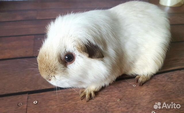 Морская свинка. Мальчик