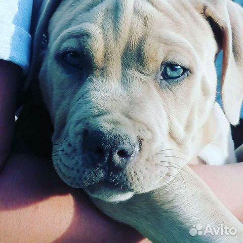 Американский булли хl тр