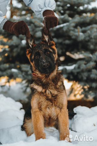 Шикарный щенок из племенного питомника