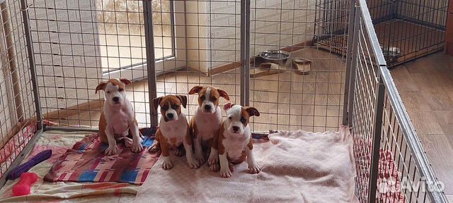 Американский стаффордширский терьер