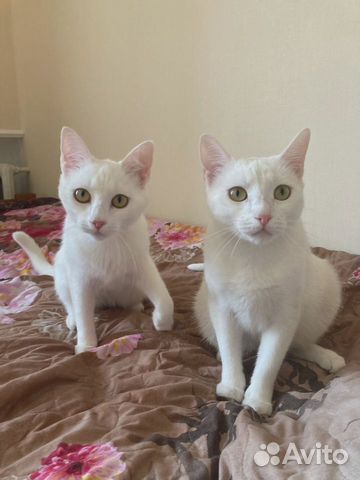 Кошечки ищут дом