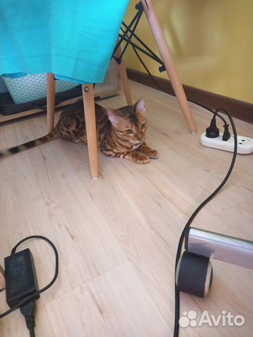 Бенгальские котята девочка