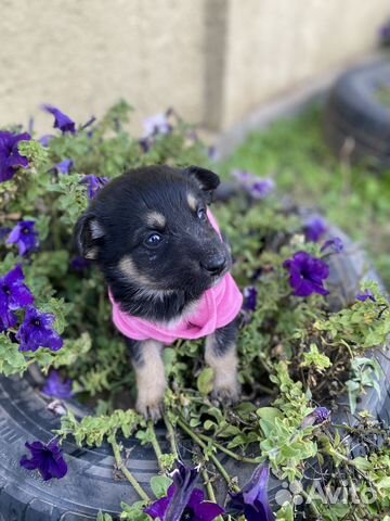 Щенок в добрые руки. Девочка