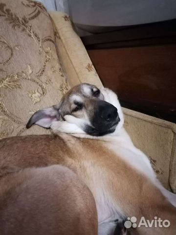 Собака в добрые руки отдам бесплатно