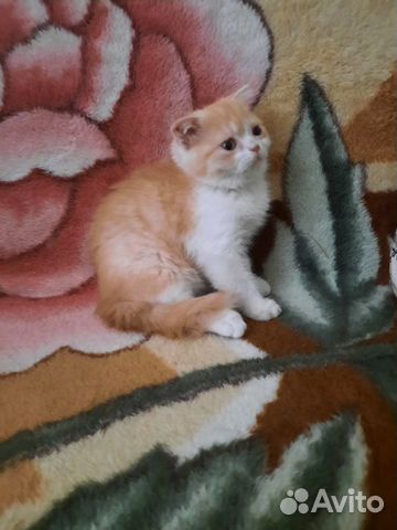Шотландский вислоухий котенок