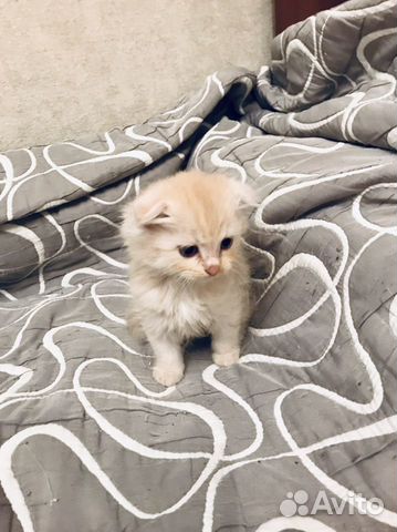 Рыжая вислоухая кошечка