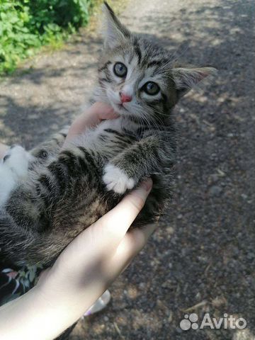 Котёнок