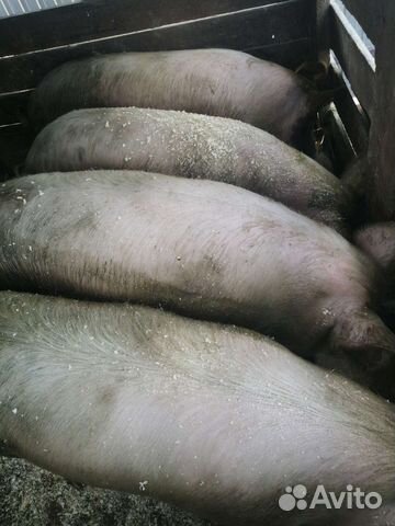 Свиньи живым весом