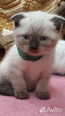 Эксклюзивные котята