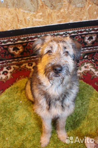 Собака Филип ищет дом