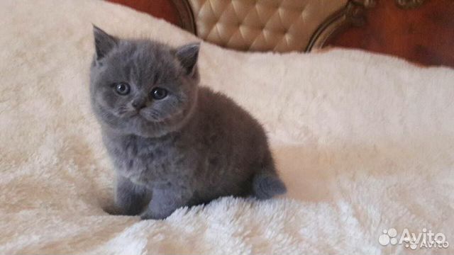 Эксклюзивные голубые британские котята
