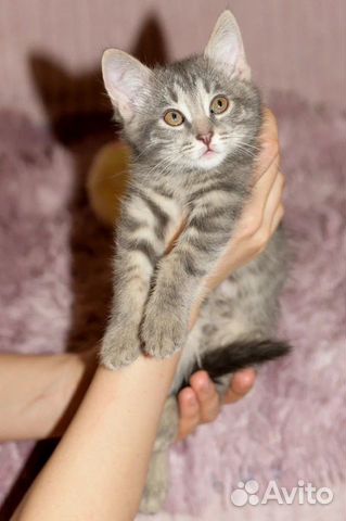 Котенок девочка 1,6 мес