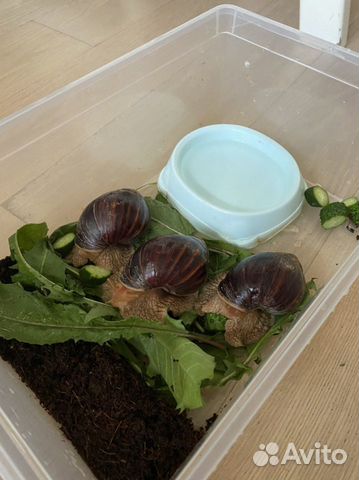 Улитки ахатины большие