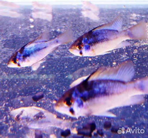 Апистограмма рамерези сапфир