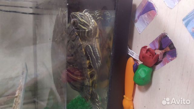 Красноухая черепаха с аквариумом