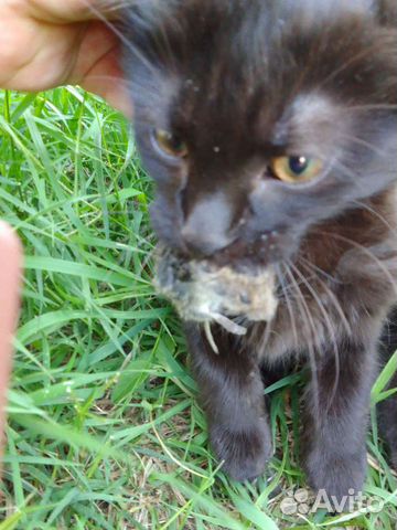 Кошки бесплатно