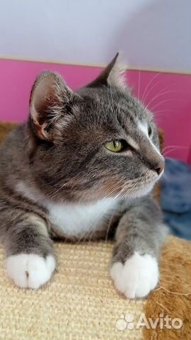 Кошечка для души и уюта. 7 лет