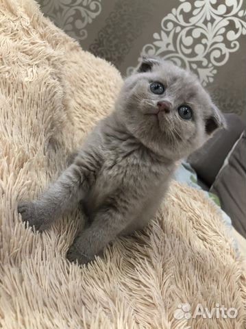 Британские котята