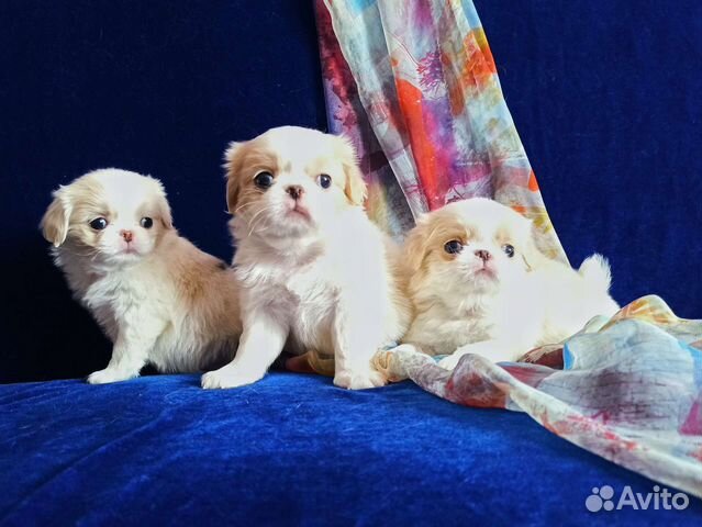 Щенки японский хин