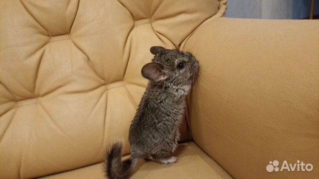 Серебристая шиншилла