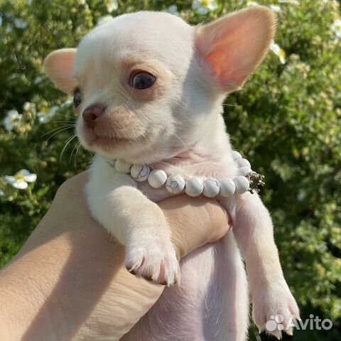 Чихуахуа, мини девочка крем