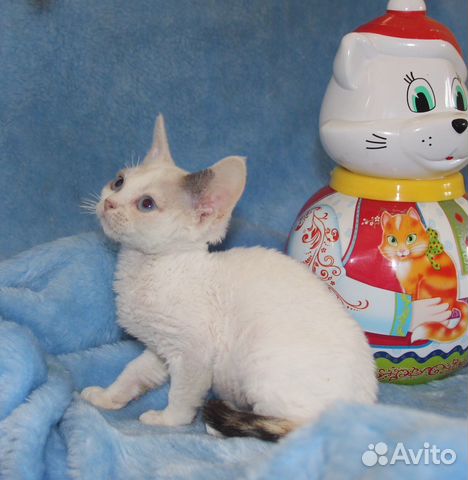 Котята девон-рекс