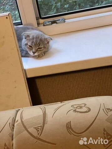 Шолтандский котенок вислоухий