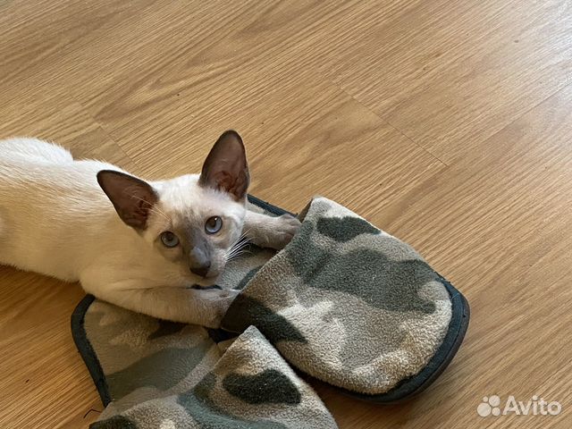 Котята Сиамско - ориентальной породы