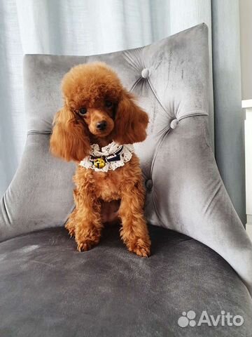 Той-пудель девочка