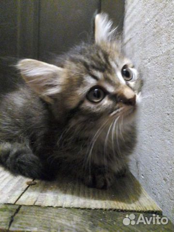 Котята в хорошие руки