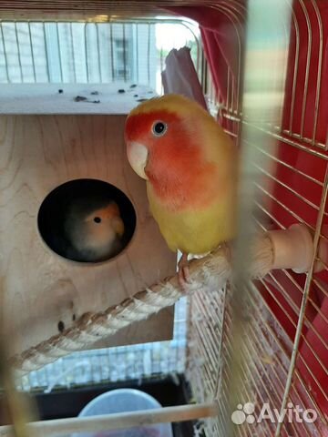 Попугай неразлучник